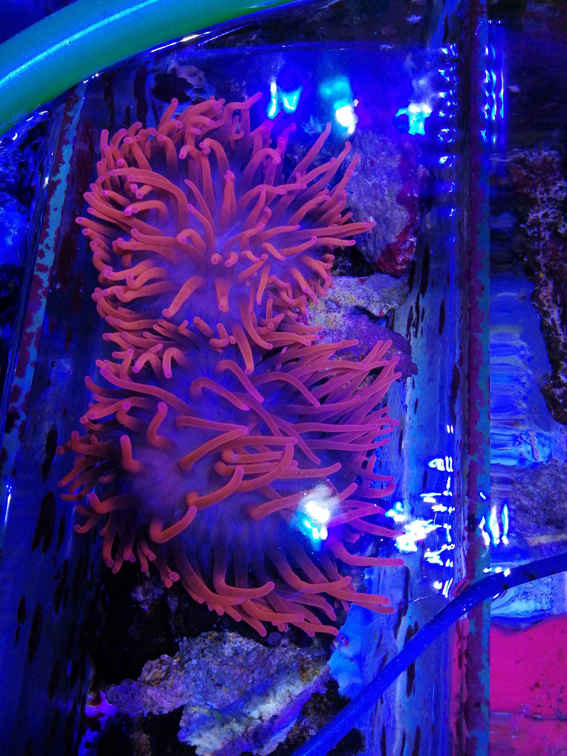 Anémone Entacméa rouge - Aquarium récifal - centpourcent-occitanie.fr