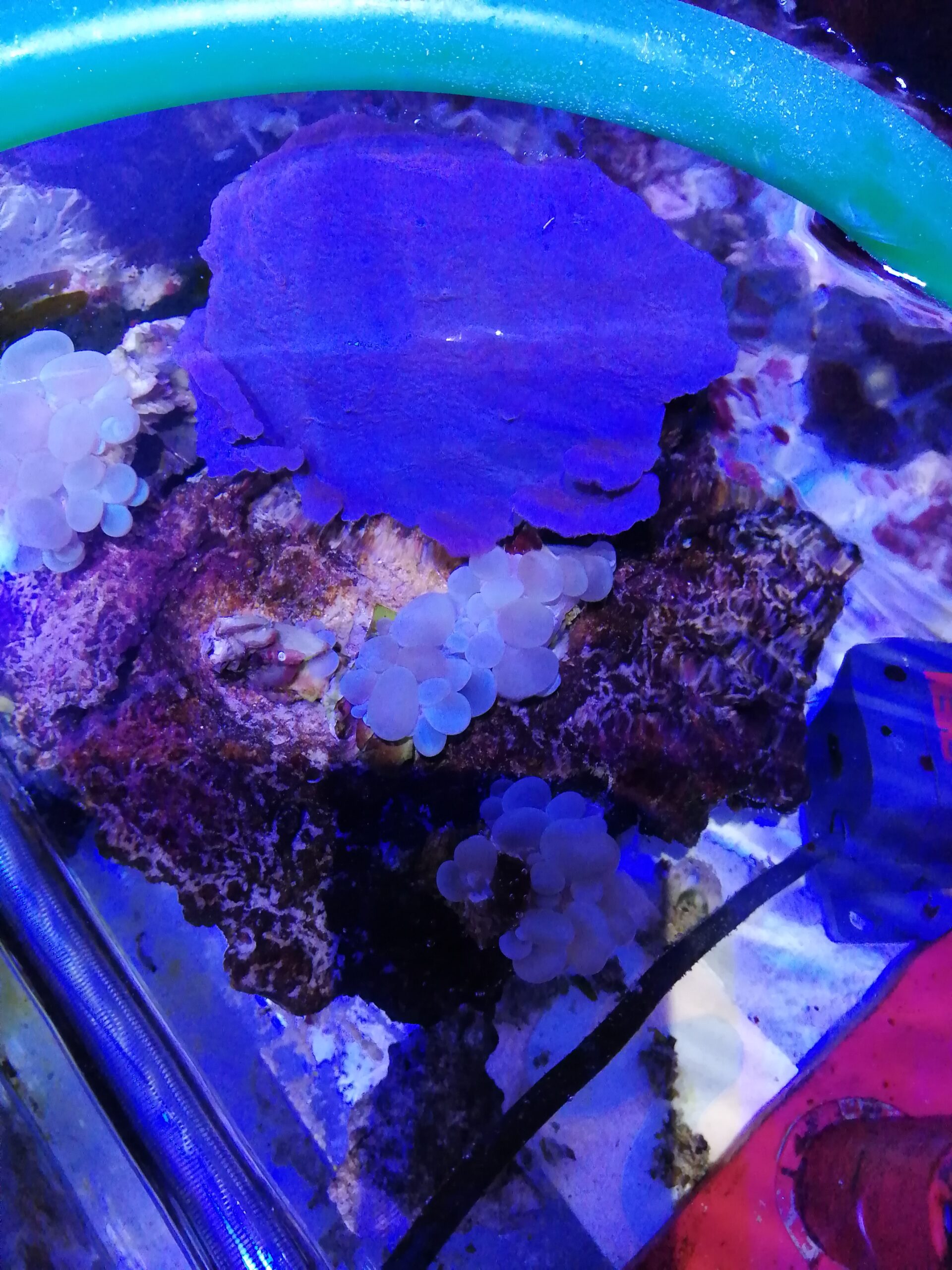 Éponge mauve symbiotique pour aquarium récifal - centpourcent-occitanie.fr